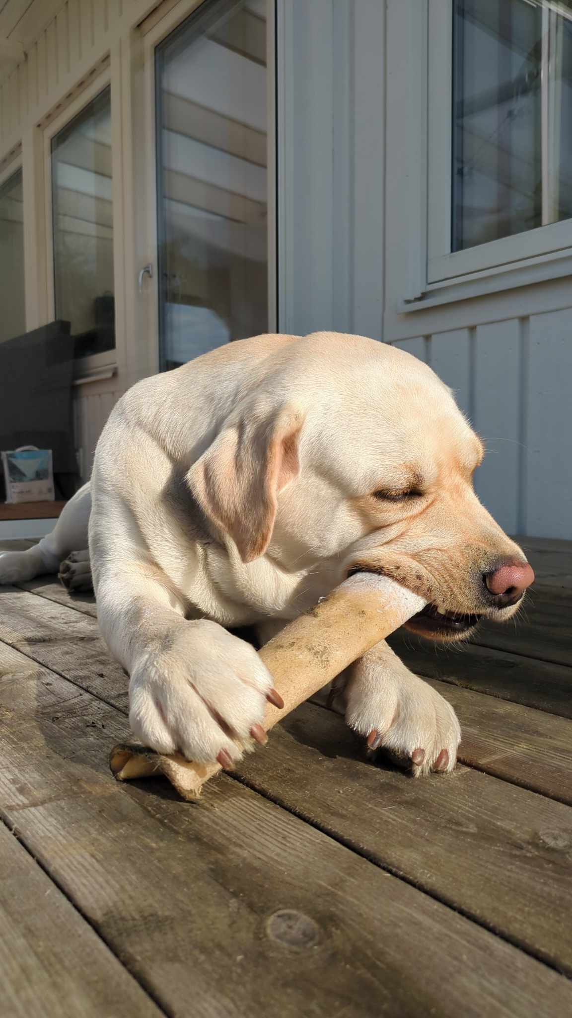 Välj RÄTT tuggben – Hundben.se