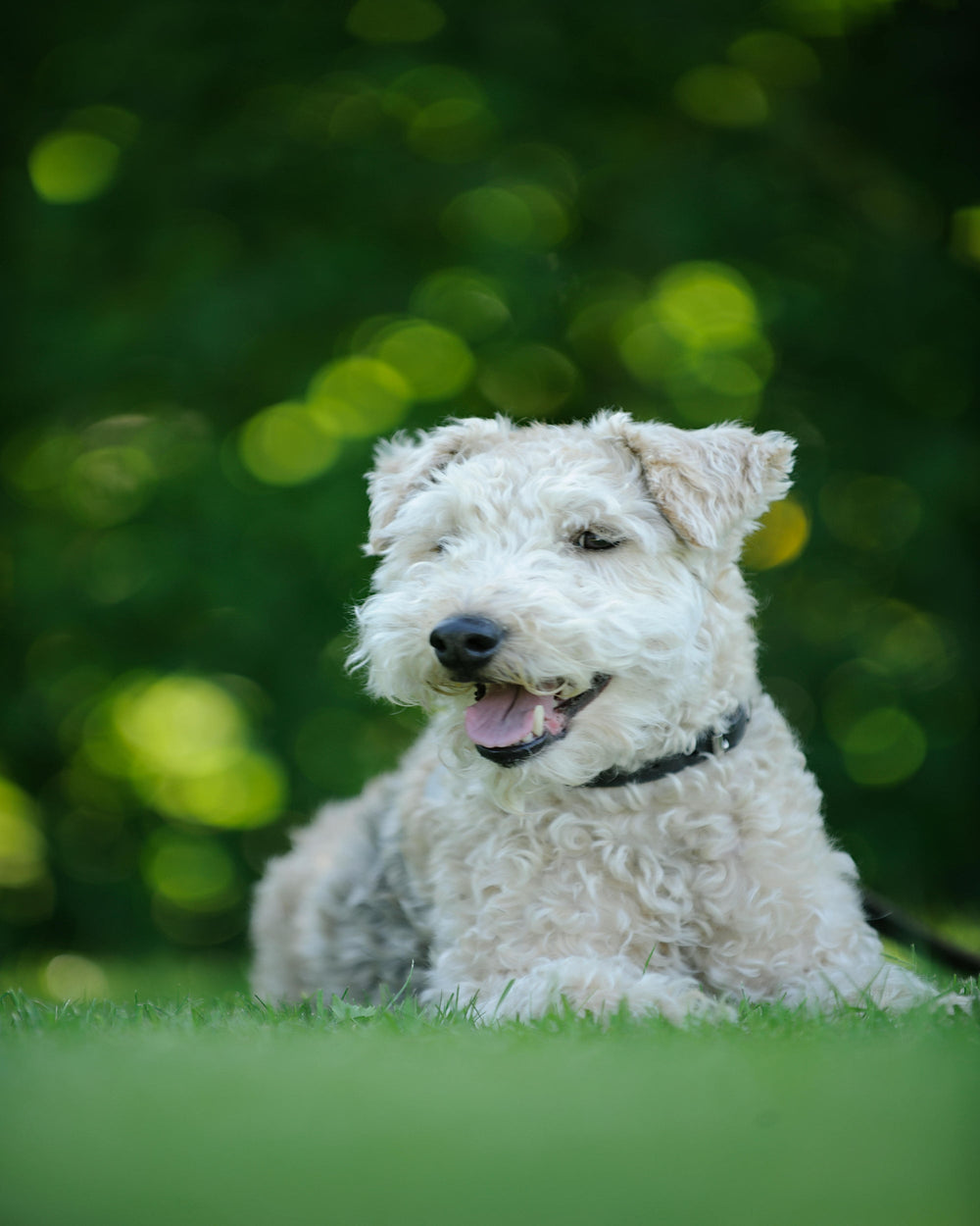 Renhorn till hund - naturligt och hållbart tugg – Hundben.se