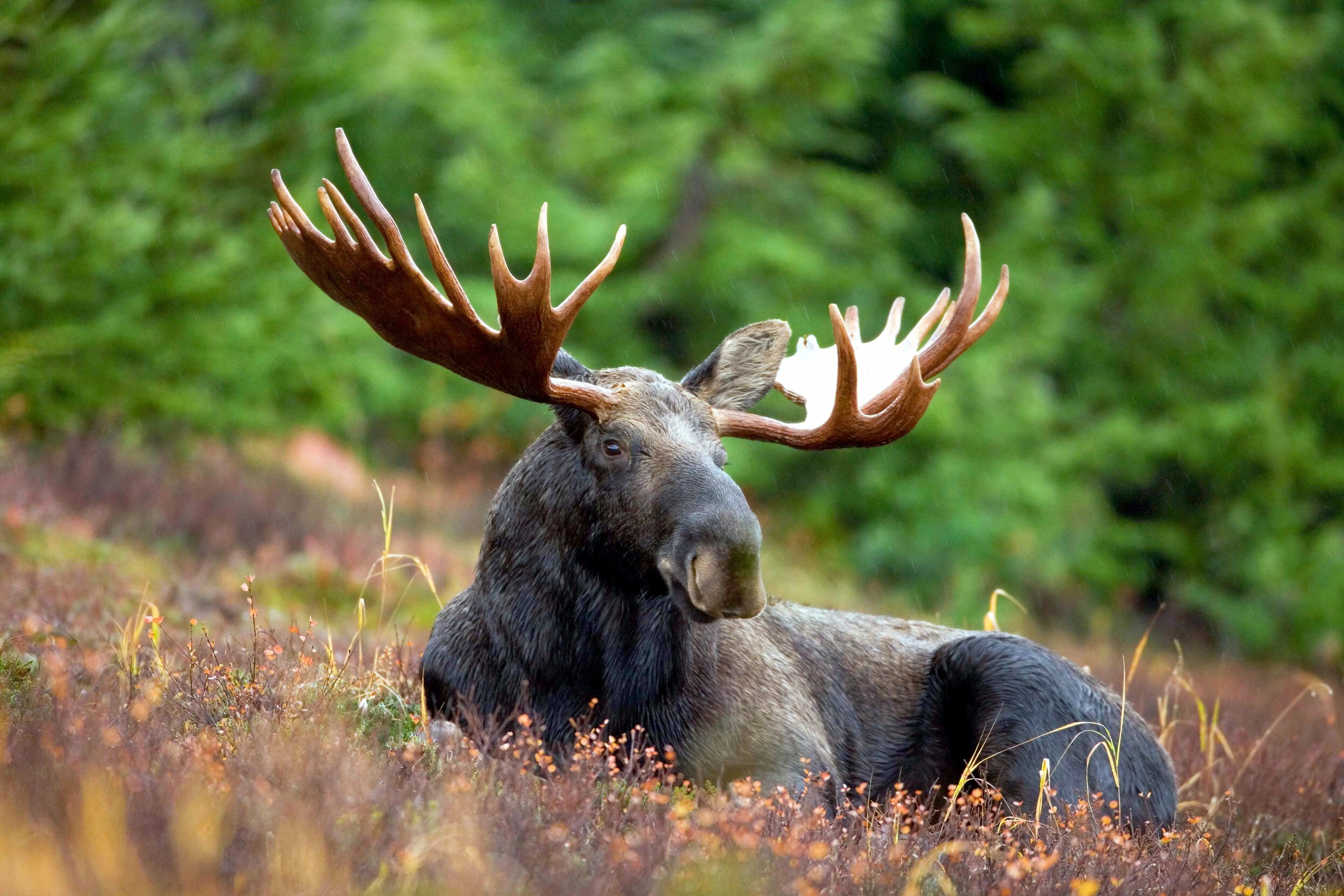 Tuggben av älg - Naturliga & utan tillsatser – Hundben.se