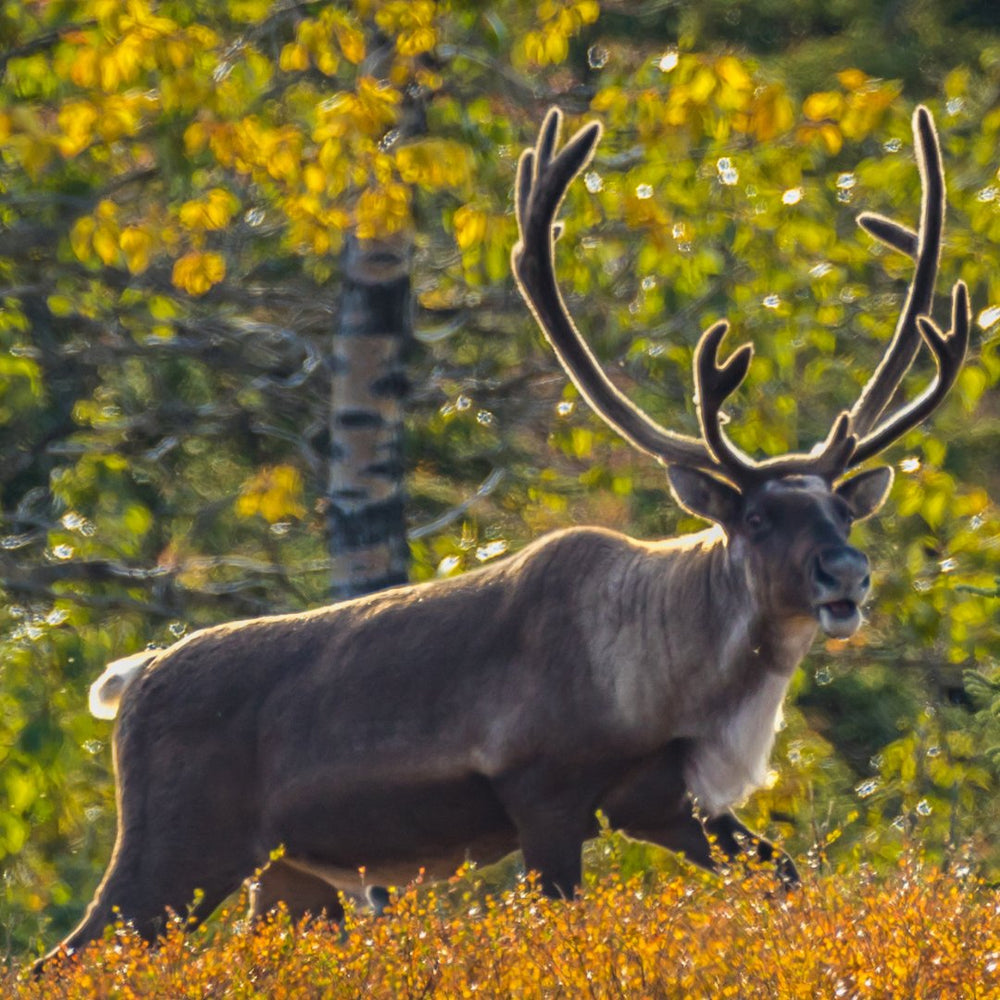 Tuggben & Godis till Hundar - Naturligt, giftfritt och prisvärt ...
