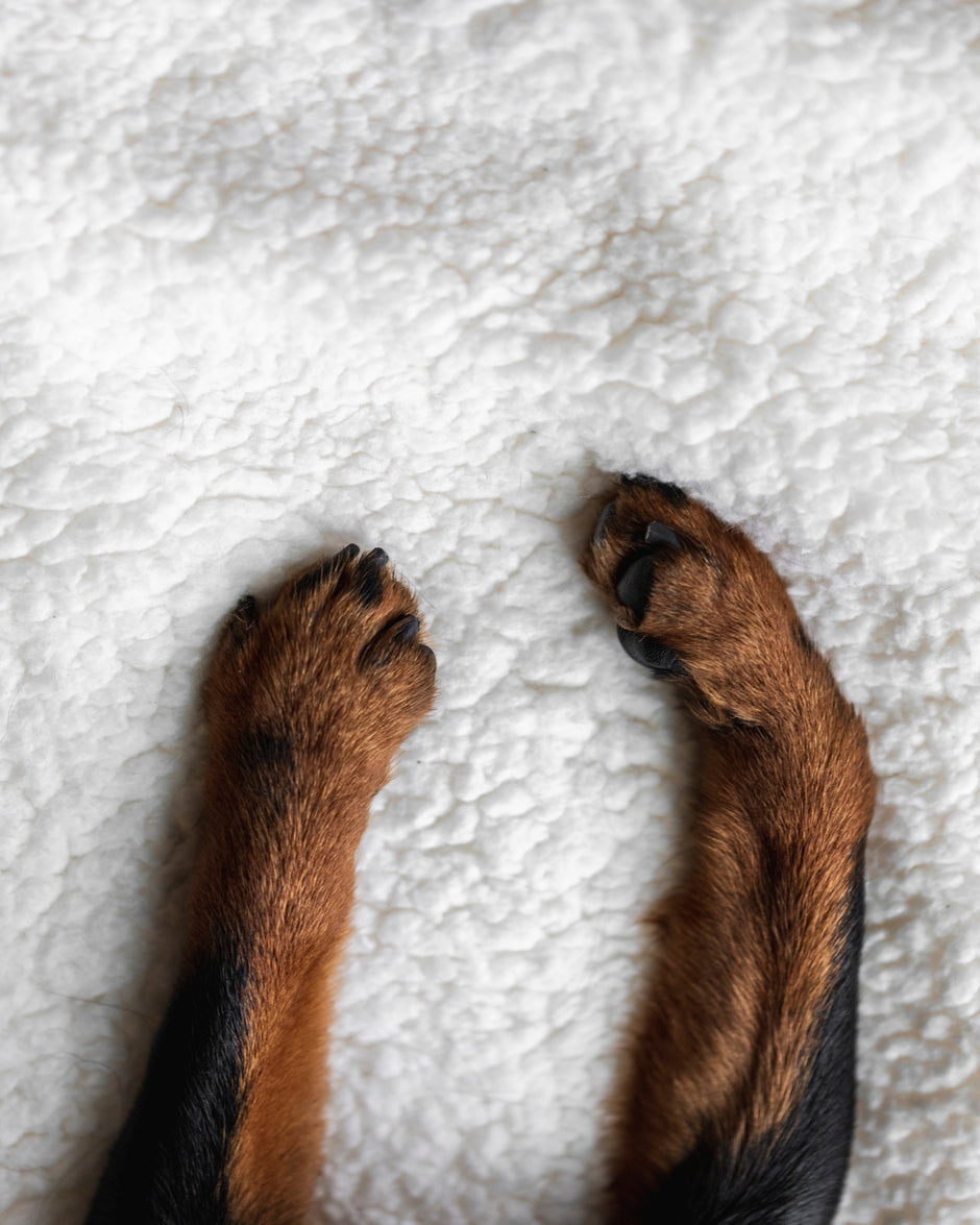 Tugg & Hundgodis till hundar - Naturligt & noga utvalt – Hundben.se
